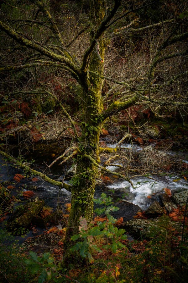 Tree Full of Moss on an Autumn Fall Nature Landscape with a River on ...