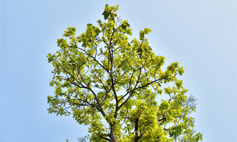 A Tree Full of New Born Green Leaves. Forest Trees Stock Image - Image ...