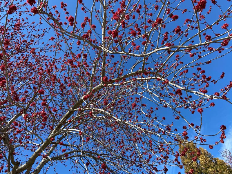 Tree Full of Red Blossoms before Spring in March Stock Photo - Image of ...