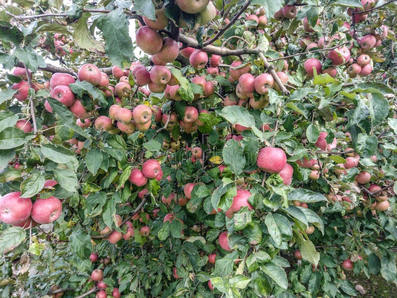 Tree Full of Ripe Apples in October in Maramures, Romania Stock Photo ...