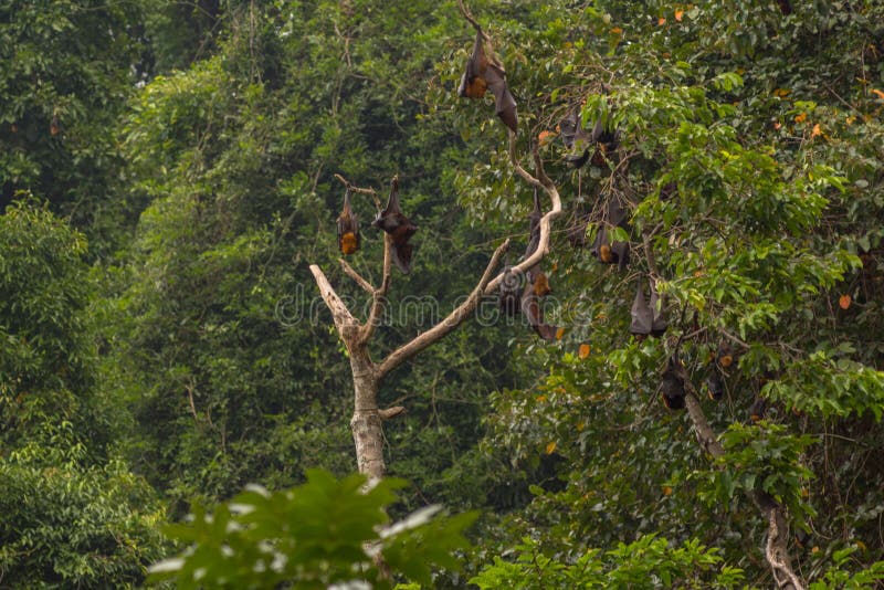 Tree Full of Roosting Flying Foxes Stock Image - Image of megabat ...