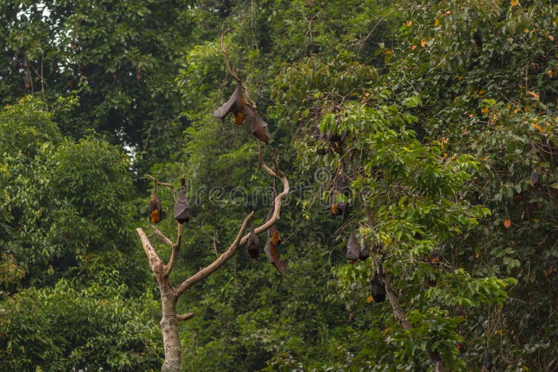 Tree Full of Roosting Flying Foxes Stock Image - Image of environment ...