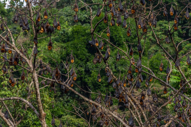 A Tree Full of Roosting Flying Foxes Stock Image - Image of roost ...
