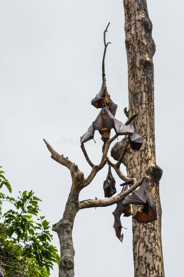 Tree Full of Roosting Flying Foxes Stock Image - Image of growth ...