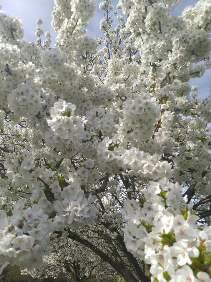 Spring Tree in Full Bloom stock photo. Image of shrub - 216947848