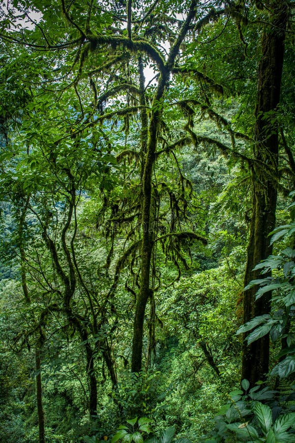 Forest Interior, Sikkim, India Stock Photo - Image of beautiful, plants ...