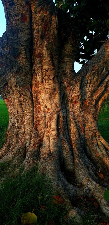 Tree with fully grow up stock image. Image of branch - 196182881