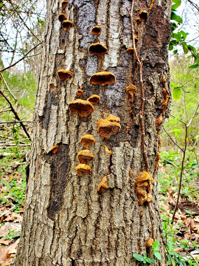 Tree fungi stock photo. Image of growth, tree, nature - 176299524