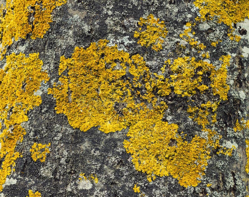 Tree Fungi Texture in Yellow and Blue Circles Stock Image - Image of ...