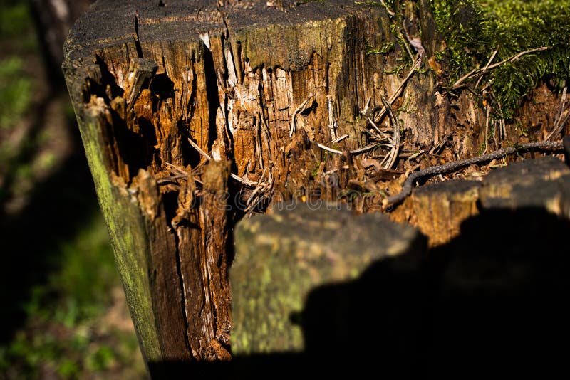Tree Fungi. Yellow Mold on the Tree Bark. Texture. Stock Photo - Image ...