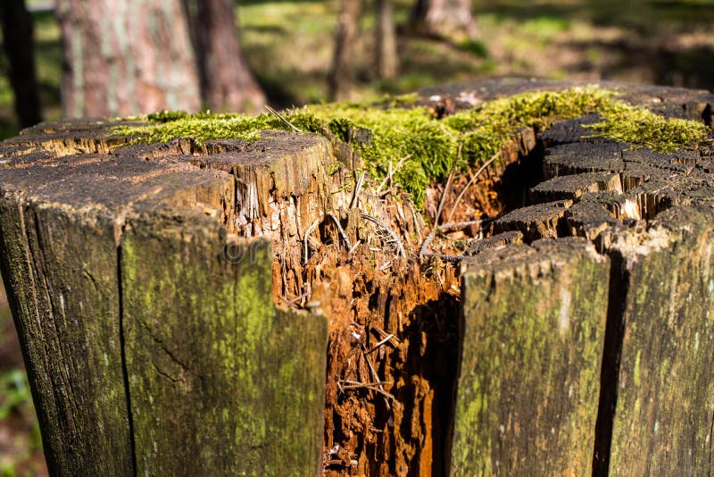 Tree Fungi. Yellow Mold on the Tree Bark. Texture. Stock Image - Image ...