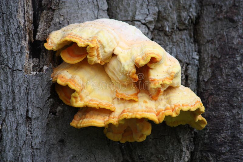 Tree Fungus stock photo. Image of bark, mould, tree, flora - 11958316