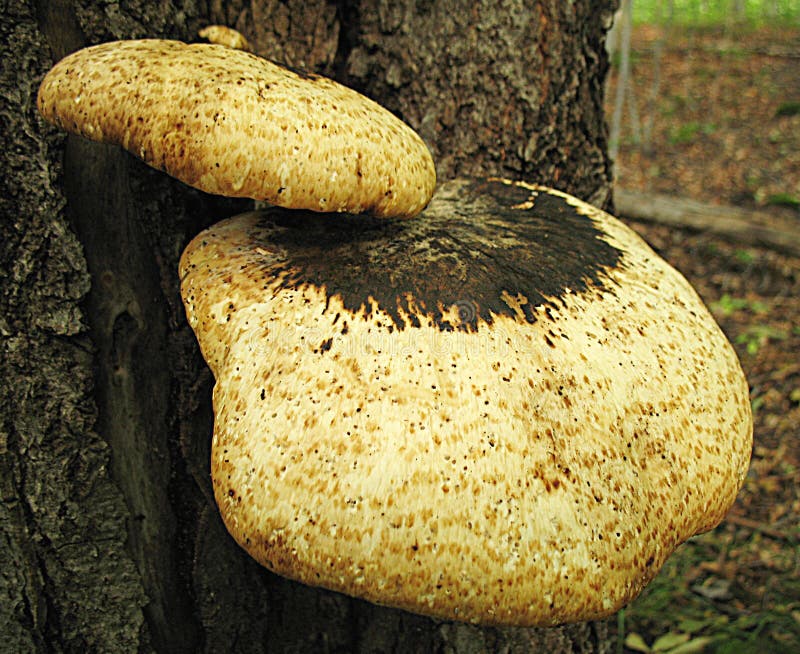 Tree Fungus Picture. Image: 1262855