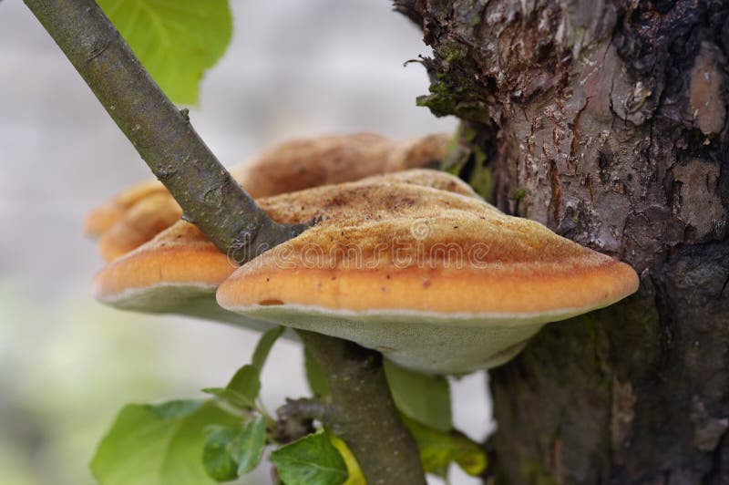 Tree fungus stock photo. Image of substance, macro, symbiosis - 13538338