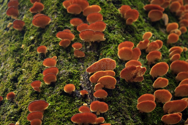 Tree Fungus stock image. Image of segment, scuppernong - 14039183