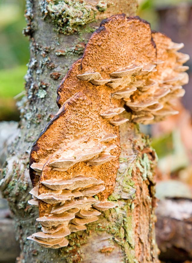 Sulphur Shell Chicken Mushroom Laetiporus Sulphure Stock Photo - Image ...