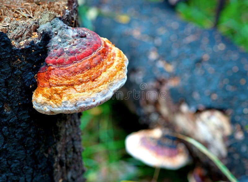 Tree Fungus stock image. Image of segment, scuppernong - 14039183