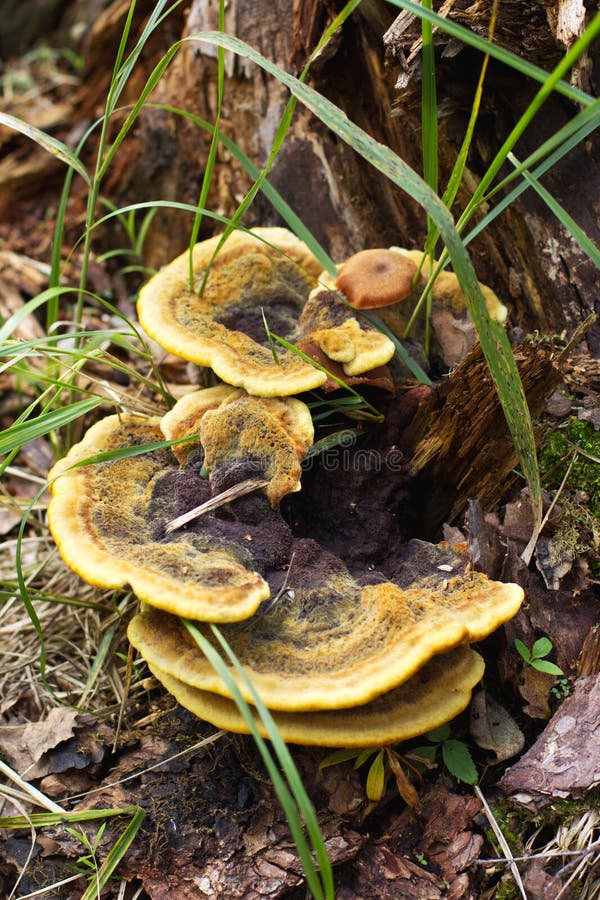 Tree fungus stock image. Image of mushrooms, fungus, herb - 26932645