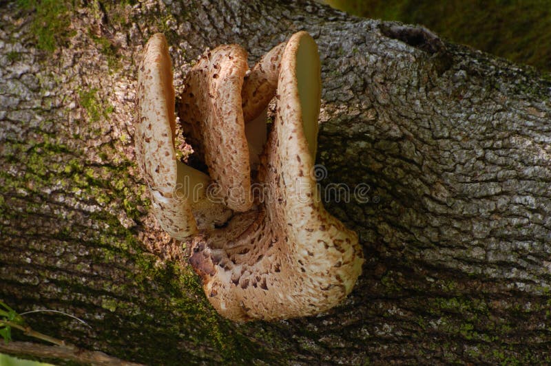 Tree fungus stock image. Image of fungus, details, nature - 5241903