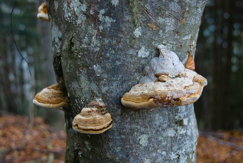 Tree fungus stock image. Image of wooden, spores, fungus - 7118217