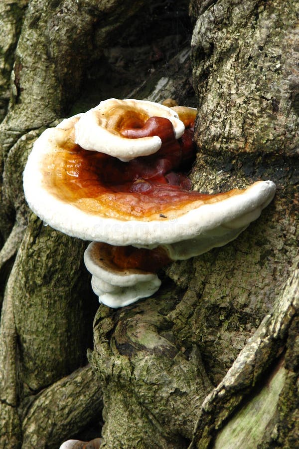 Tree fungus stock photo. Image of plant, freephotos, curves - 86691852