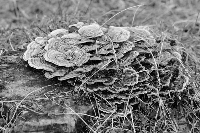 Tree Fungus with a Beautiful Pattern in Black and White Stock Image ...