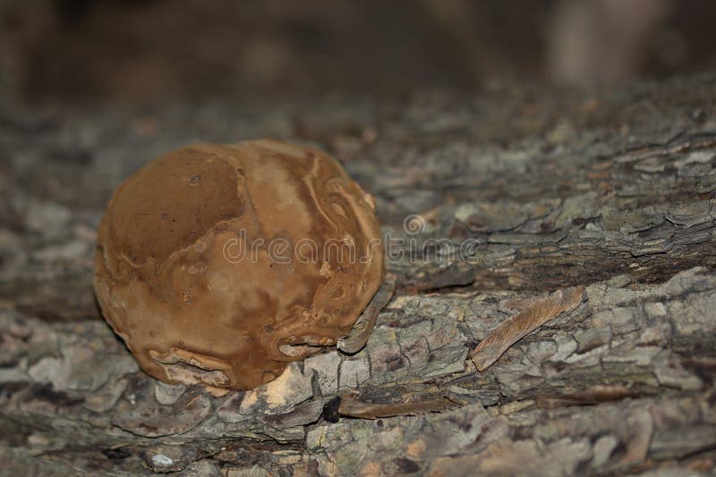 Tree Fungus Brown Color on the Bark of a Tree Stock Image - Image of ...