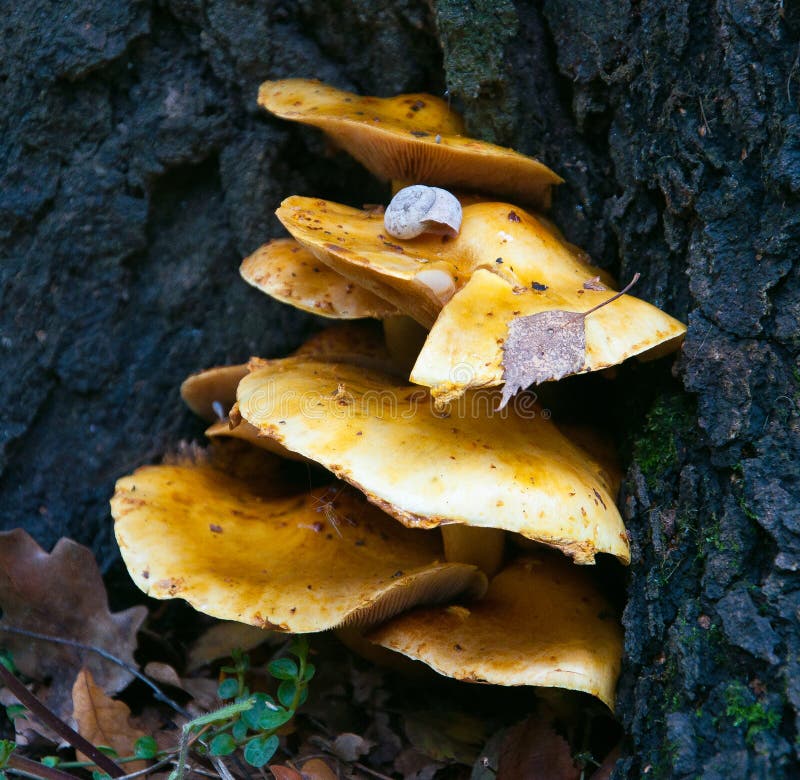 Tree fungus stock image. Image of forest, environment - 77959377