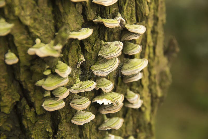 Tree Fungus stock image. Image of segment, scuppernong - 14039183