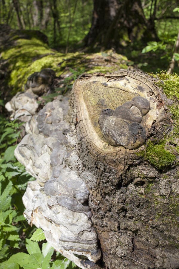 Tree fungus stock image. Image of green, nature, mushroom - 30660909