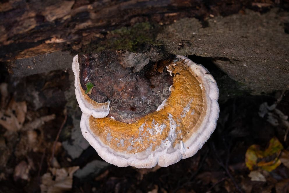 Tree fungus stock photo. Image of clouds, pattern, bark - 356375866