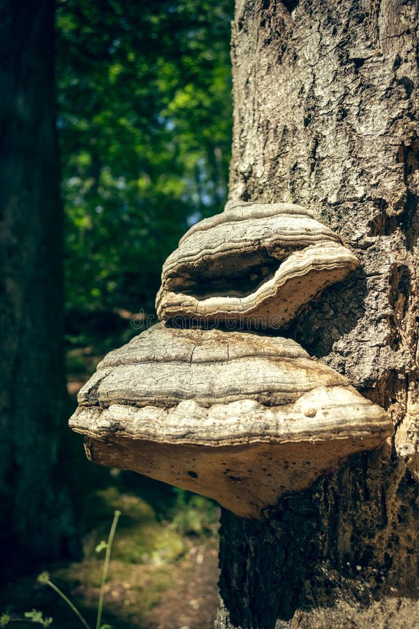 Tree fungus stock photo. Image of forest, mushroom, tree - 42307750