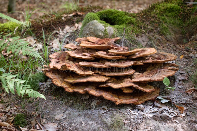 Tree fungus at dead tree stock image. Image of parasite - 168105315