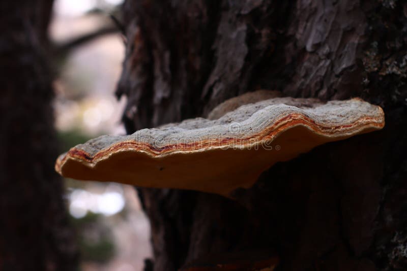 Tree fungus stock image. Image of forest, mushroom, plant - 264812273