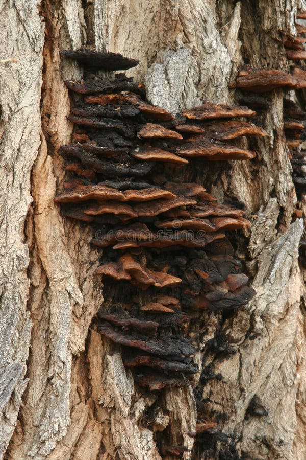 Tree fungus stock image. Image of weathered, fungus, brown - 51046433