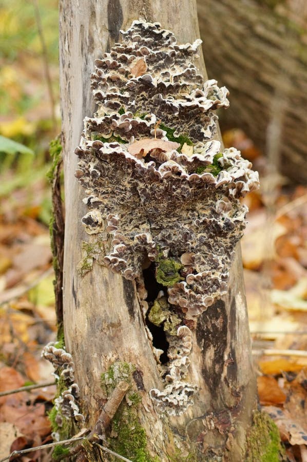 Tree fungus stock photo. Image of mushroom, dead, autumn - 78907802