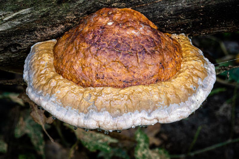 Tree Fungus very sharp stock photo. Image of dead, agaricomycetes ...