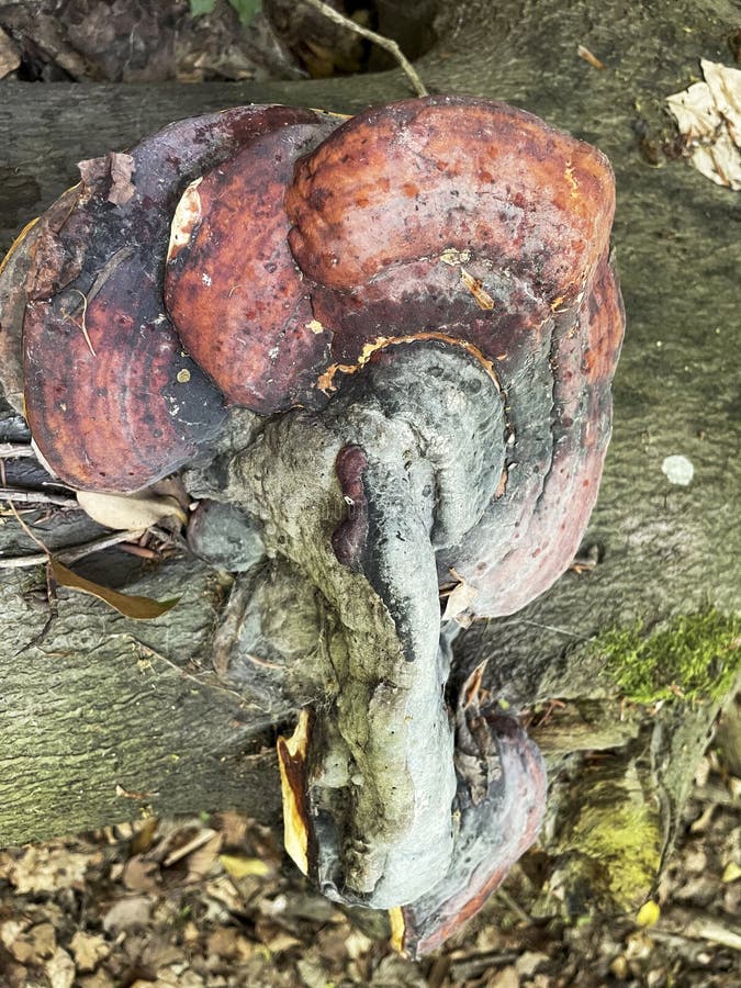 Tree Fungus on an Old Fallen Tree Stock Photo - Image of brown, leaf ...