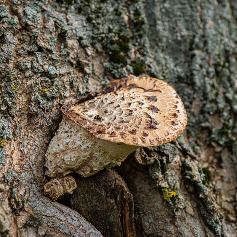 Tree Fungus Parasite on a Tree Trunk in the Garden Stock Photo - Image ...