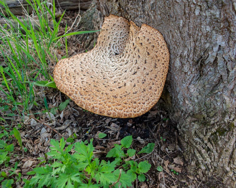 Tree Fungus Parasite on a Tree Trunk in the Garden Stock Image - Image ...