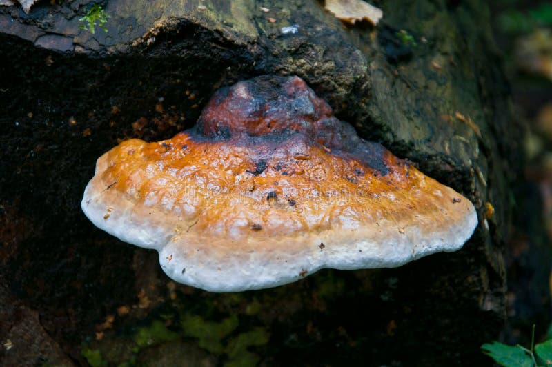 Tree fungus stock photo. Image of flora, brown, background - 77959340