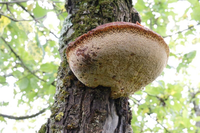 Dead Bud Symptom, Sunken Canker Bacteria Canker in Cherry Tree Stock ...