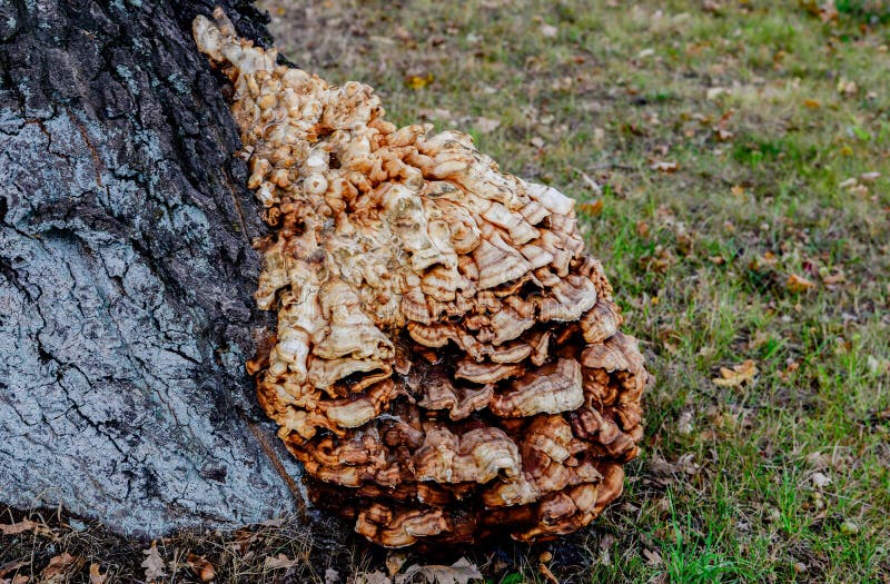 Tree Fungus Settles on Trees Stock Image - Image of tree, enzymes ...