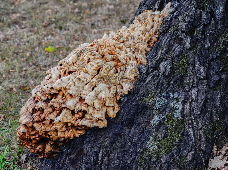 Tree Fungus Settles on Trees Stock Image - Image of tree, ecological ...