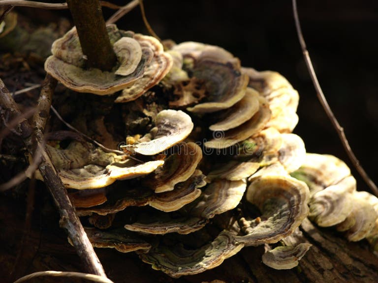 Fungus stock photo. Image of tree, shadow, light, mushroom - 142726132