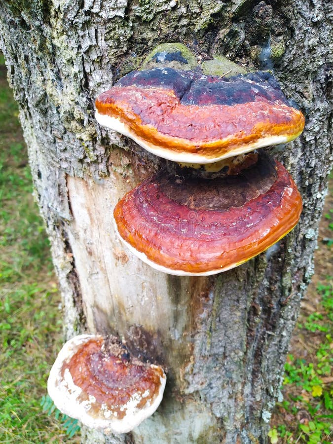 Tree Fungus, Three Fungi Growing on the Surface of a Tree. Stock Image ...