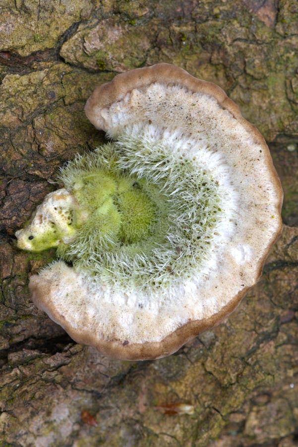 Tree Fungus stock image. Image of stump, fungus, dark - 216287549