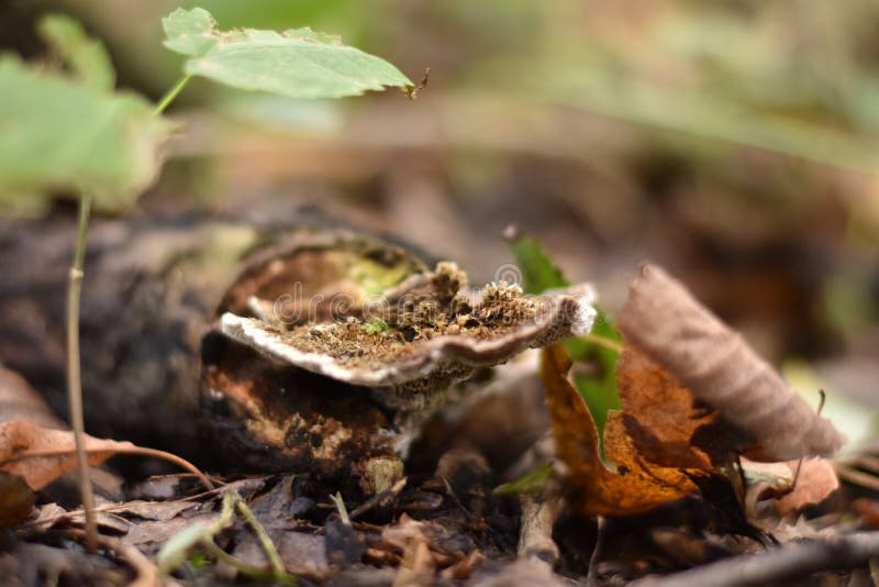 Tree Fungus stock photo. Image of wald, nature, vertical - 266208940