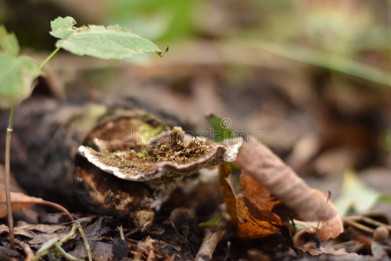 Tree Fungus stock photo. Image of nature, detail, leaf - 266208952