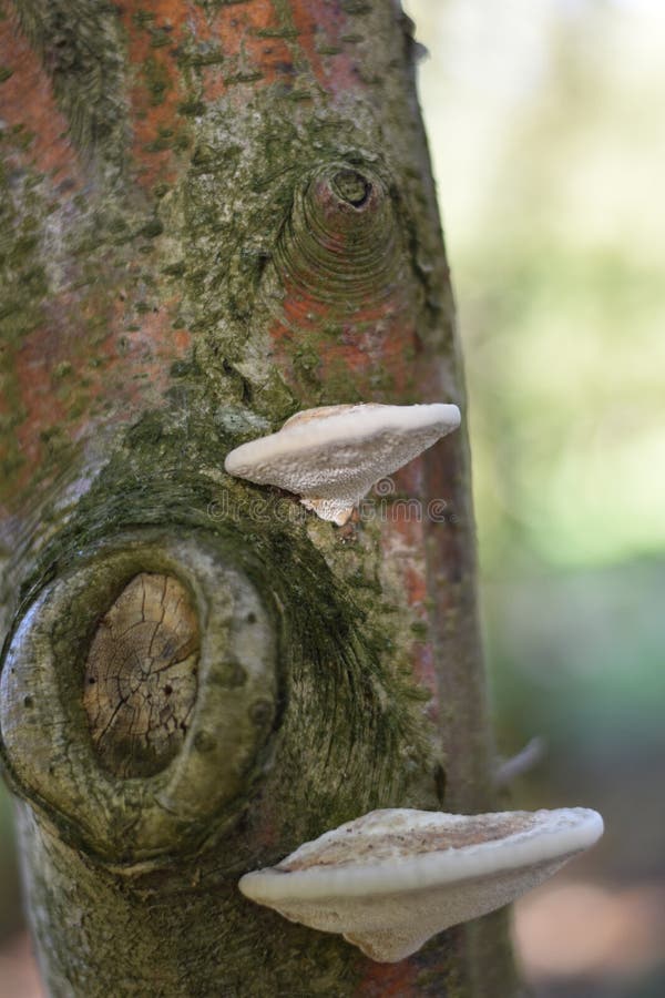 Tree Fungus stock image. Image of tree, white, detail - 266309847
